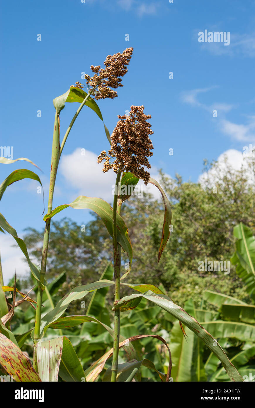 Head of Sorghum (Sorghum bicolor) plant growing in a field in Malawi ...
