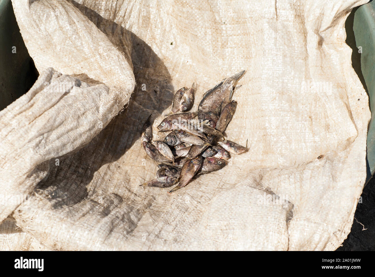 Elephant fish hi-res stock photography and images - Alamy