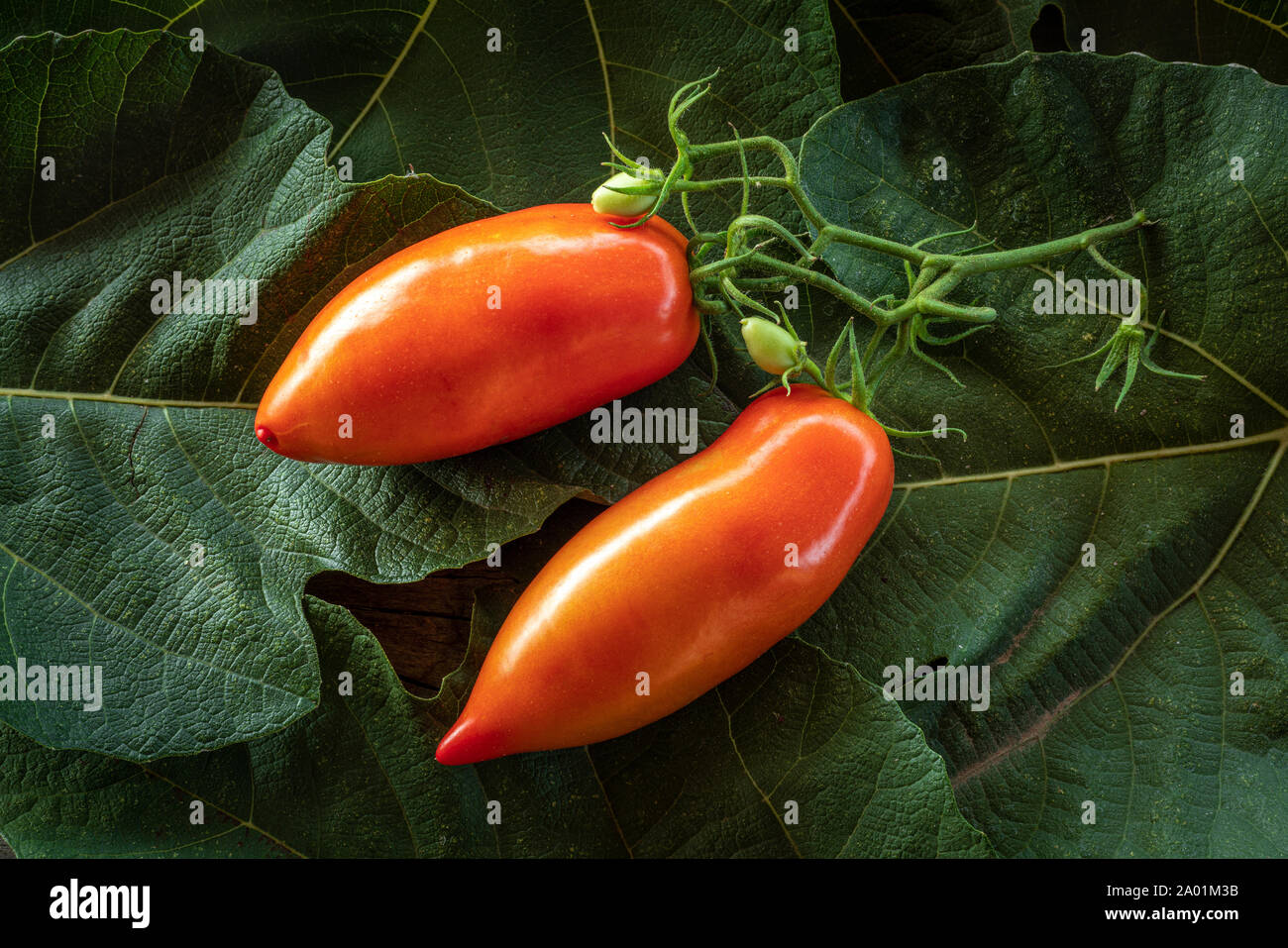 Marzano hi-res stock photography and images - Alamy