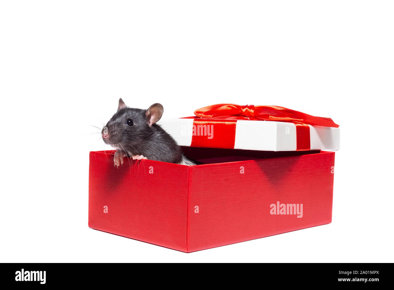 Gray rat on gift box. Isolated on white background. beauty on a gift ...