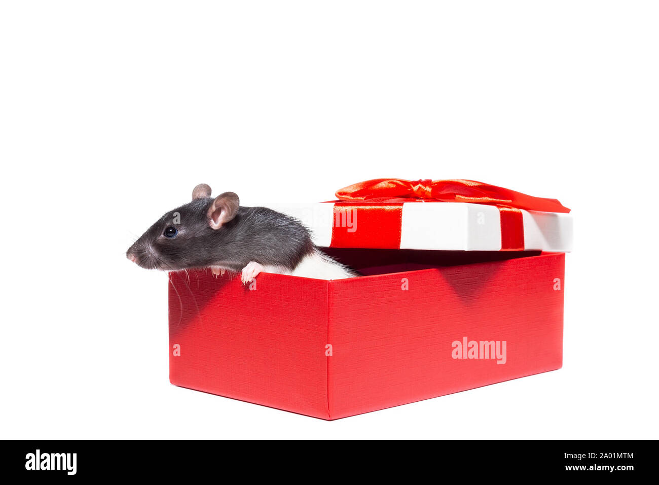 Gray rat on gift box. Isolated on white background. beauty on a gift ...