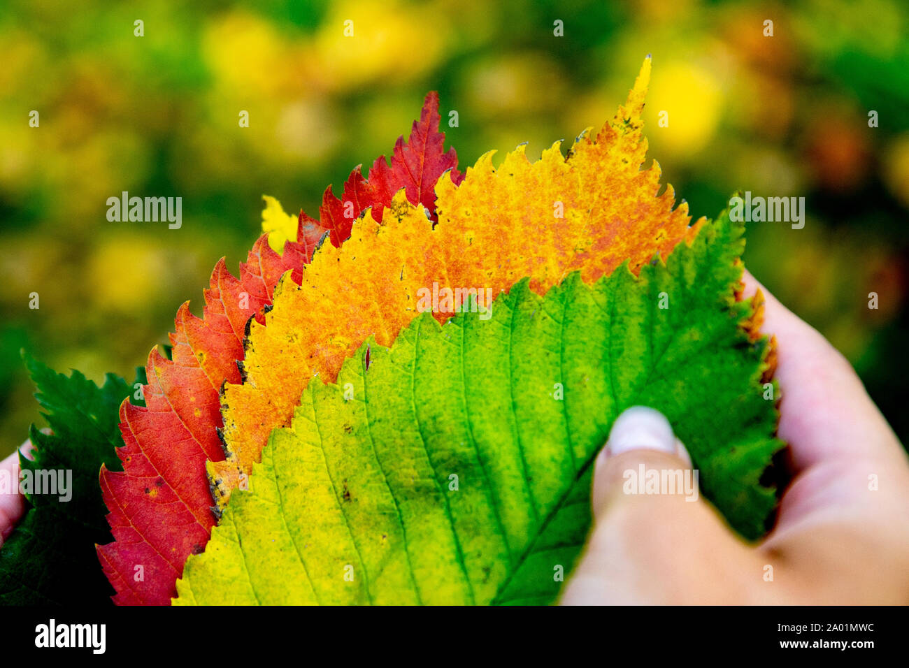 Autumn background, Colors of Fall. Keep colorful leaves on the palms ...