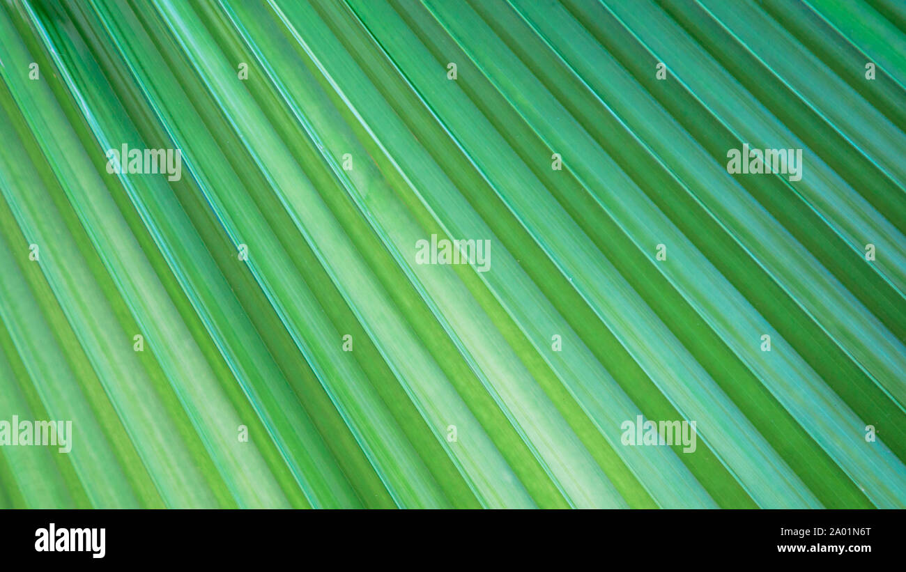 Texture of bright green tropical leaves. Summer vegetative background ...