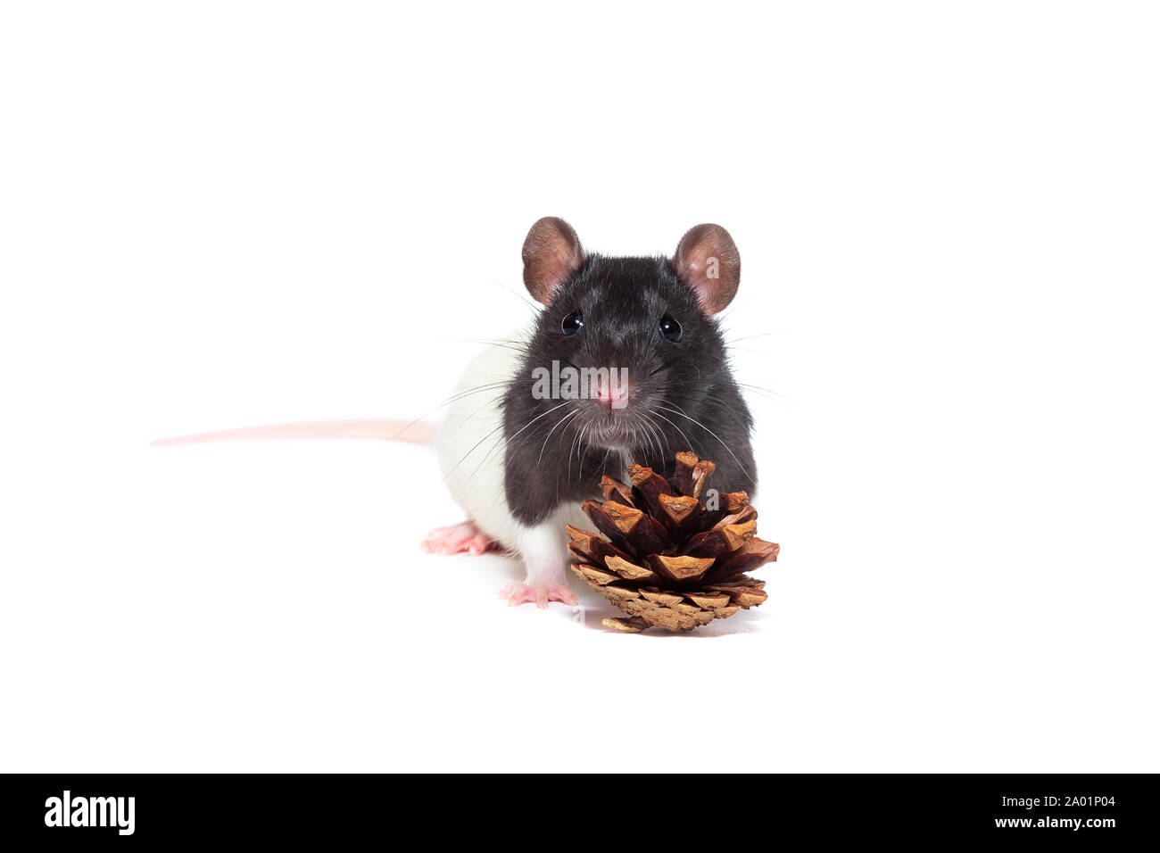 Rat cone hi-res stock photography and images - Alamy
