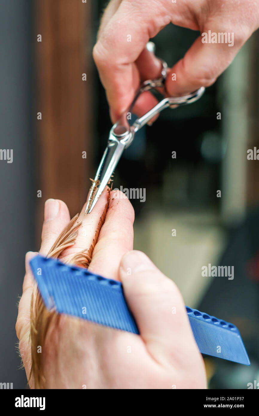 Professional hairdresser's hands hold between fingers lock of blond ...