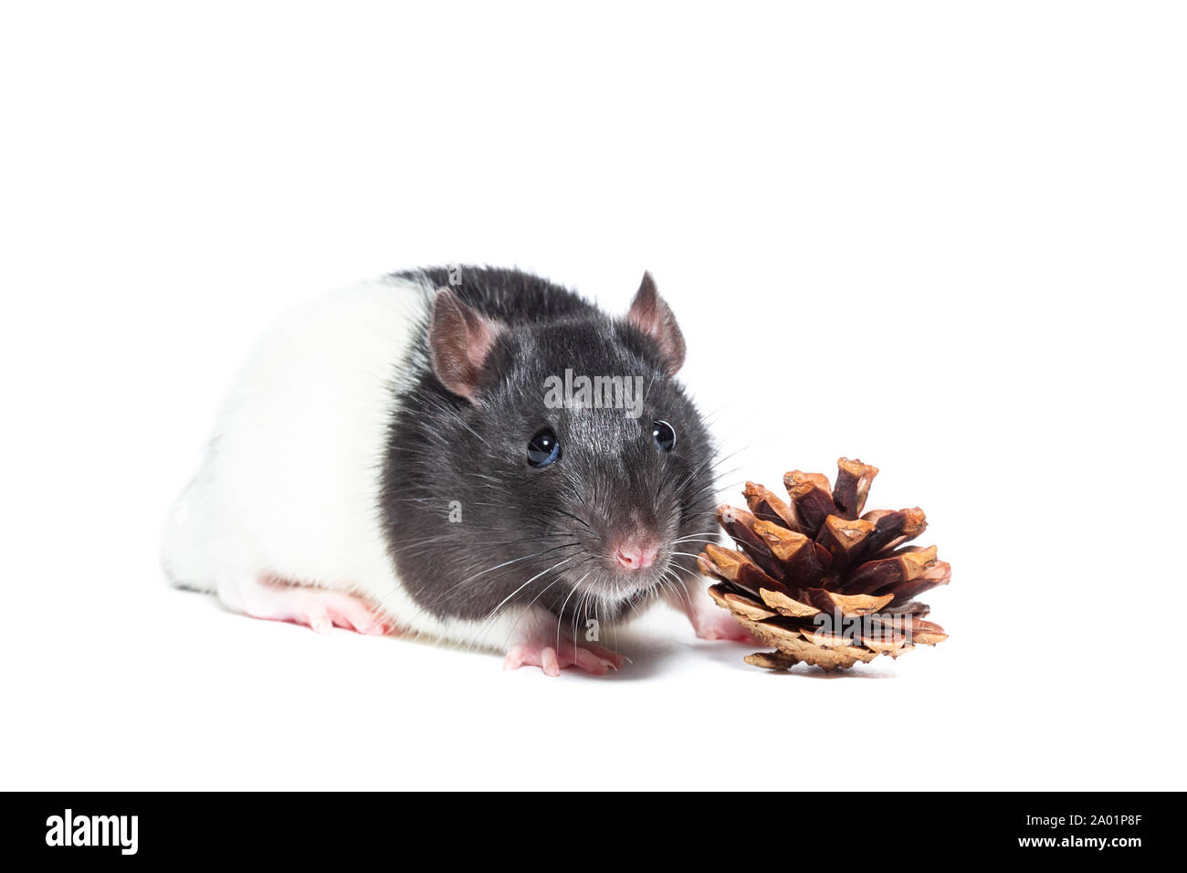 Rat cone Cut Out Stock Images & Pictures - Alamy