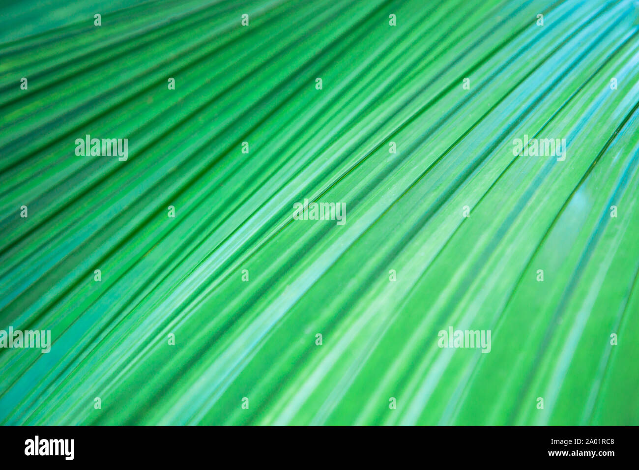 Texture of bright green tropical leaves. Summer vegetative background ...