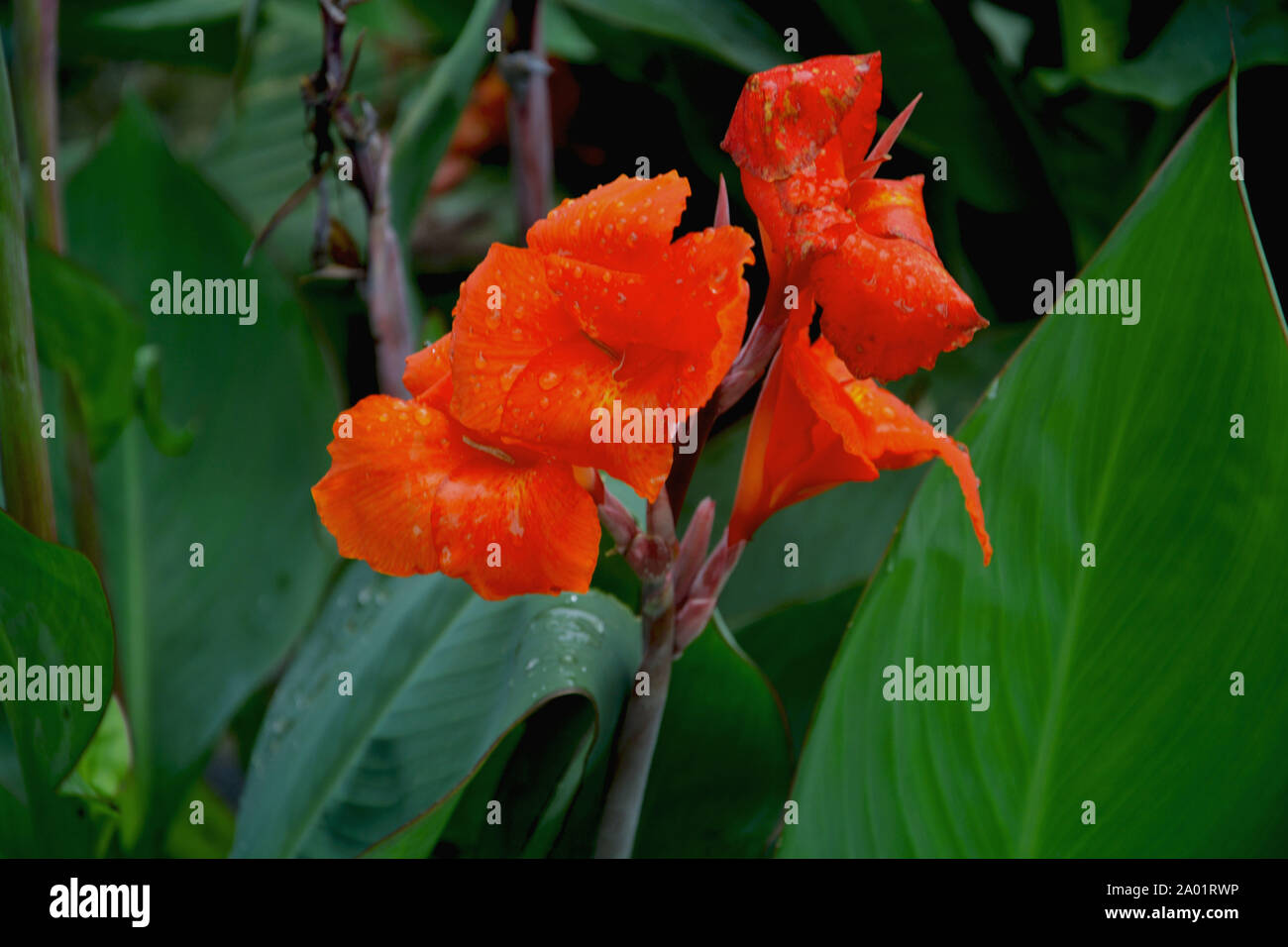 Close up of a red canna lily flowers with big green leaves and buds ...