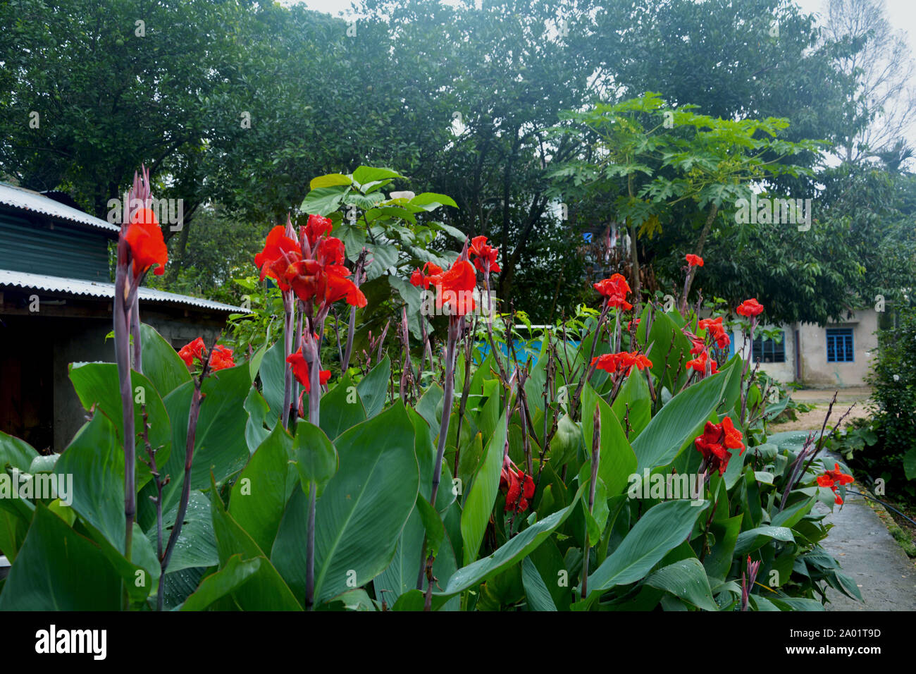 Canna lilies hi-res stock photography and images - Alamy