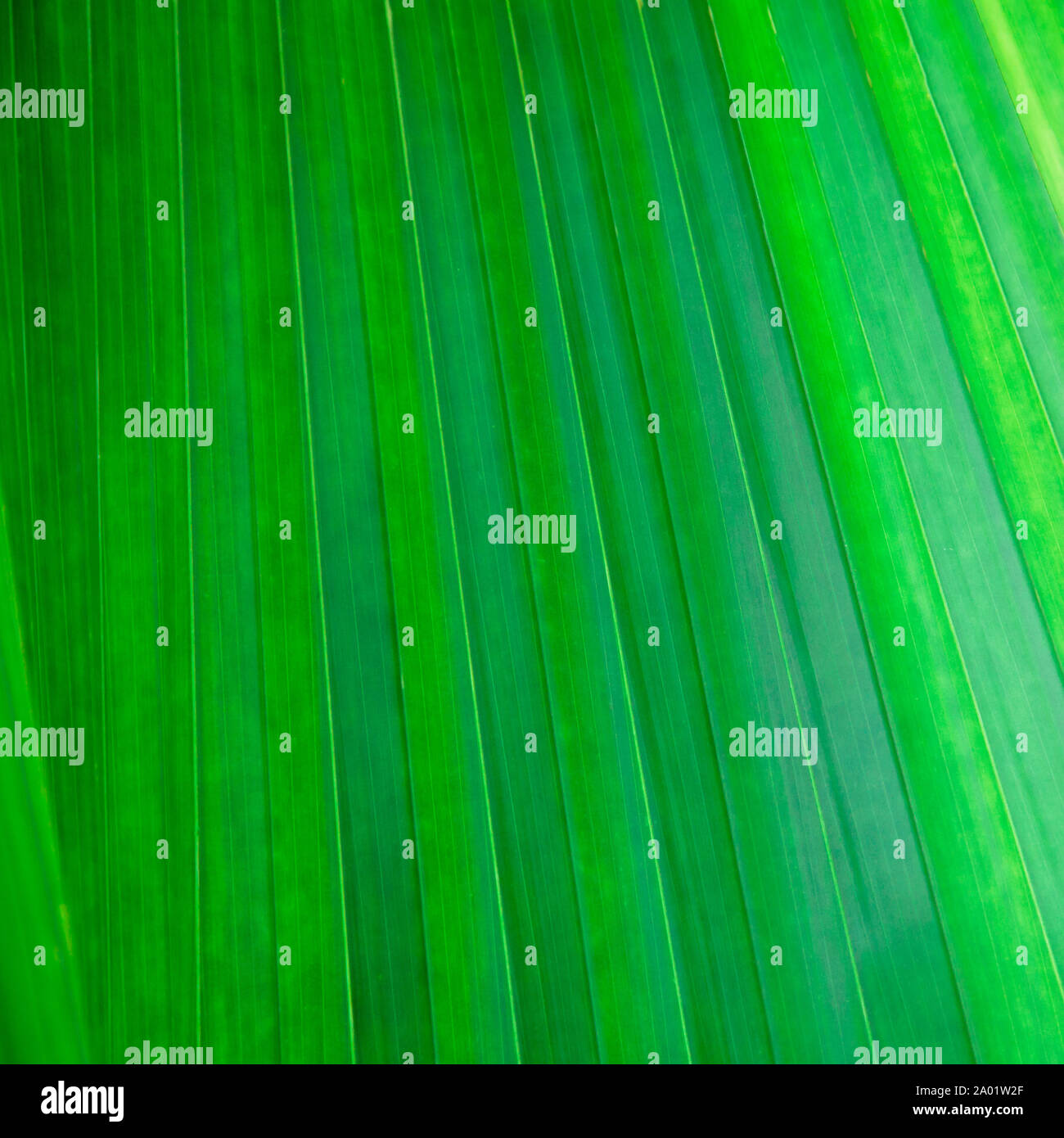 Texture of bright green tropical leaves. Summer vegetative background ...
