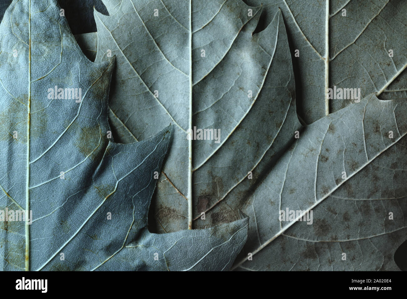 Macro image of plane tree leaves, natural background Stock Photo - Alamy