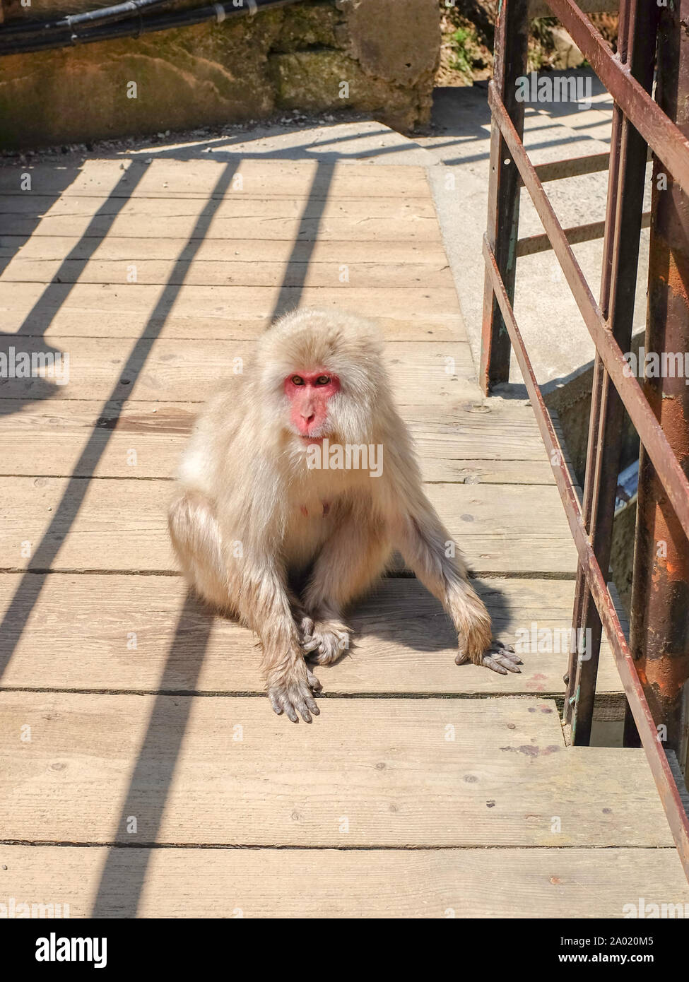 Jigokudani Monkey park, Yamanouchi, Yudanaka, Shibu Onsen, Nagano Stock ...
