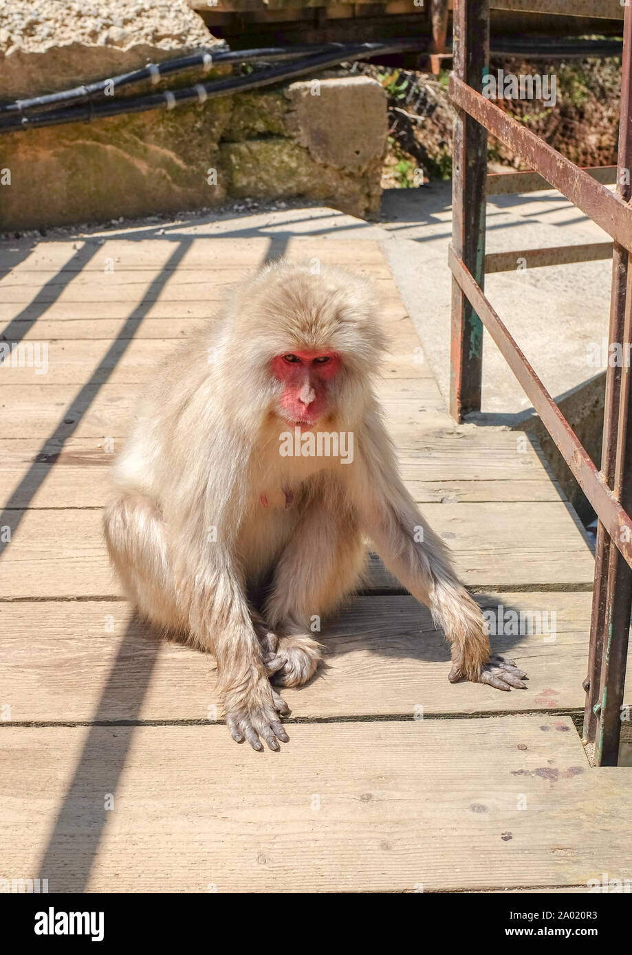 Jigokudani Monkey park, Yamanouchi, Yudanaka, Shibu Onsen, Nagano Stock ...
