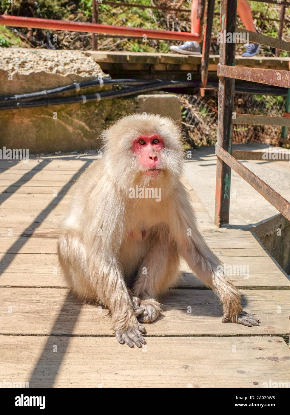 Jigokudani Monkey park, Yamanouchi, Yudanaka, Shibu Onsen, Nagano Stock ...