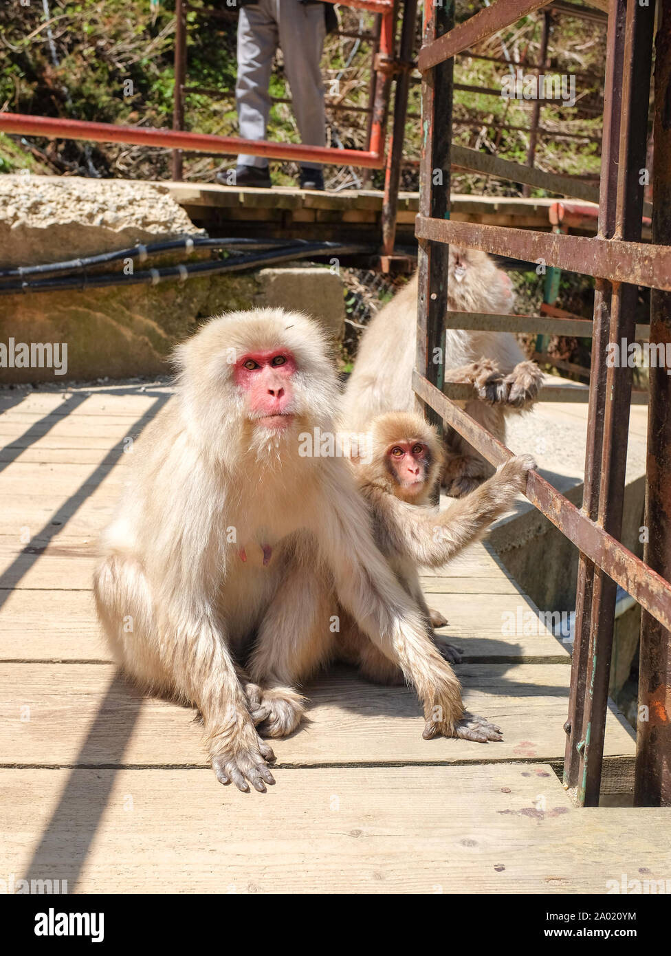 Jigokudani Monkey park, Yamanouchi, Yudanaka, Shibu Onsen, Nagano Stock ...