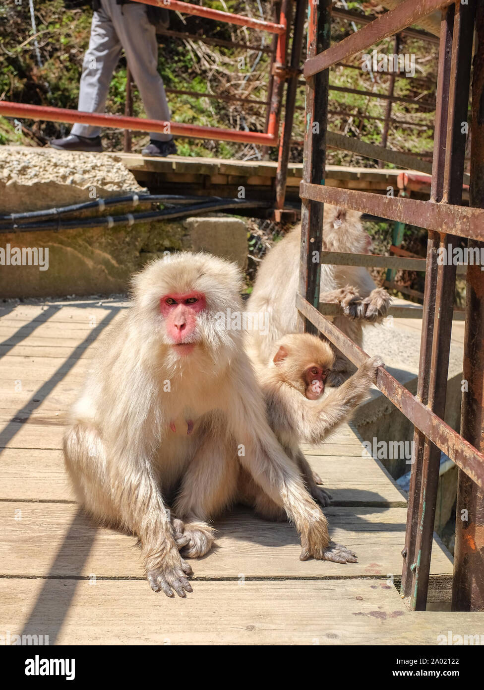 Jigokudani Monkey park, Yamanouchi, Yudanaka, Shibu Onsen, Nagano Stock ...