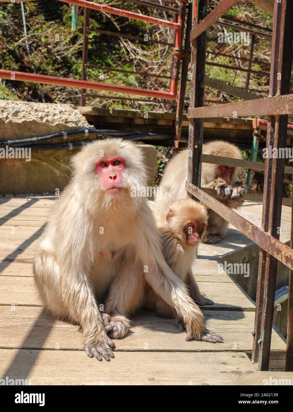 Jigokudani Monkey park, Yamanouchi, Yudanaka, Shibu Onsen, Nagano Stock ...