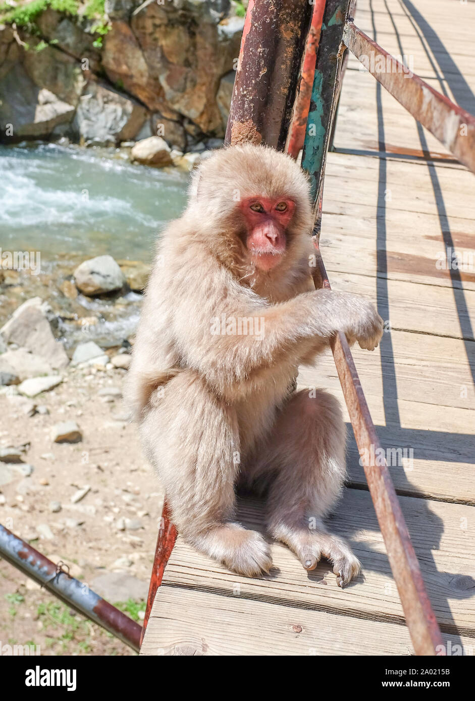 Jigokudani Monkey park, Yamanouchi, Yudanaka, Shibu Onsen, Nagano Stock ...