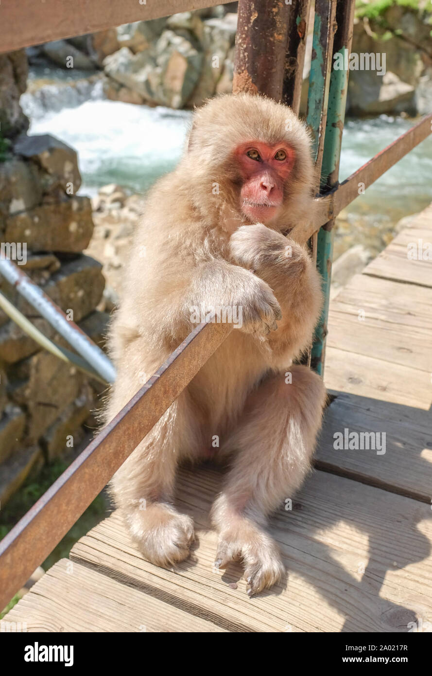 Jigokudani Monkey park, Yamanouchi, Yudanaka, Shibu Onsen, Nagano Stock ...