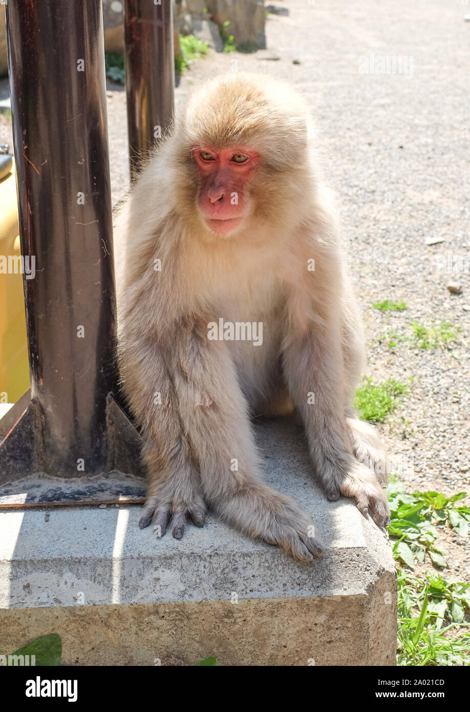 Jigokudani Monkey park, Yamanouchi, Yudanaka, Shibu Onsen, Nagano Stock ...