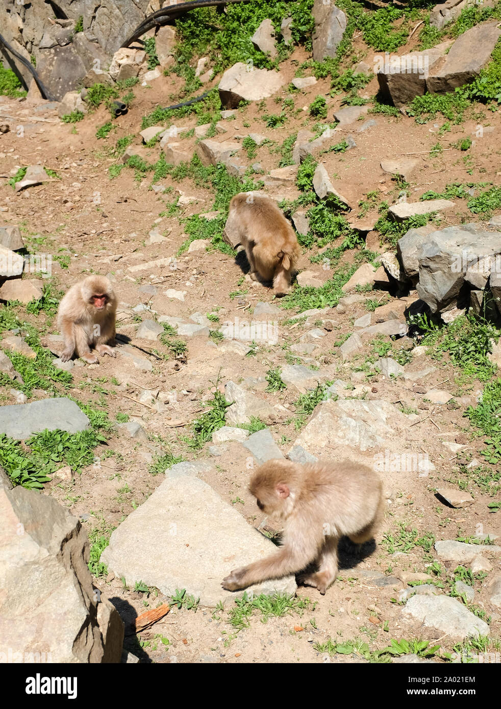 Jigokudani Monkey park, Yamanouchi, Yudanaka, Shibu Onsen, Nagano Stock ...