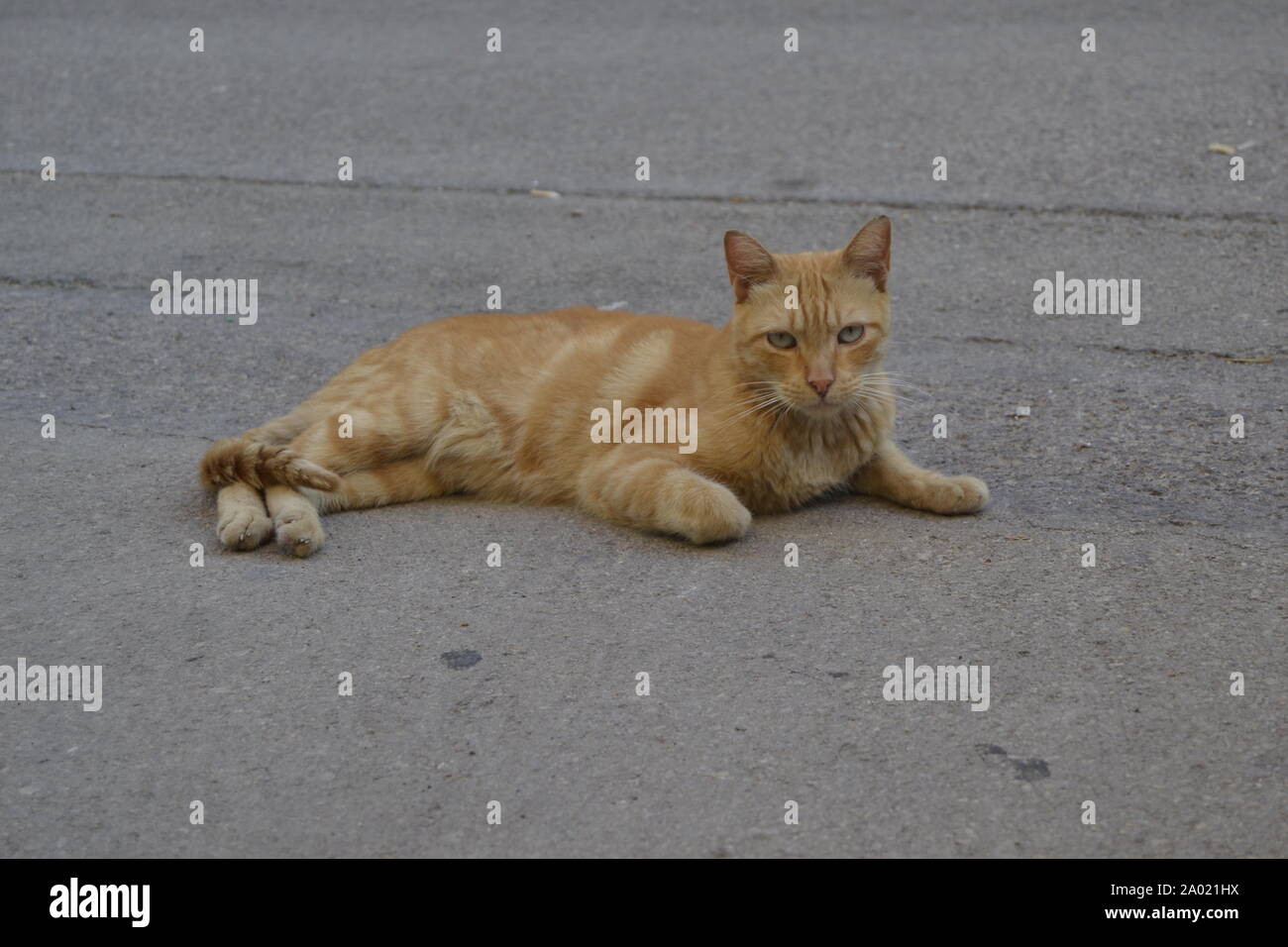 Lateral Recumbent Cat