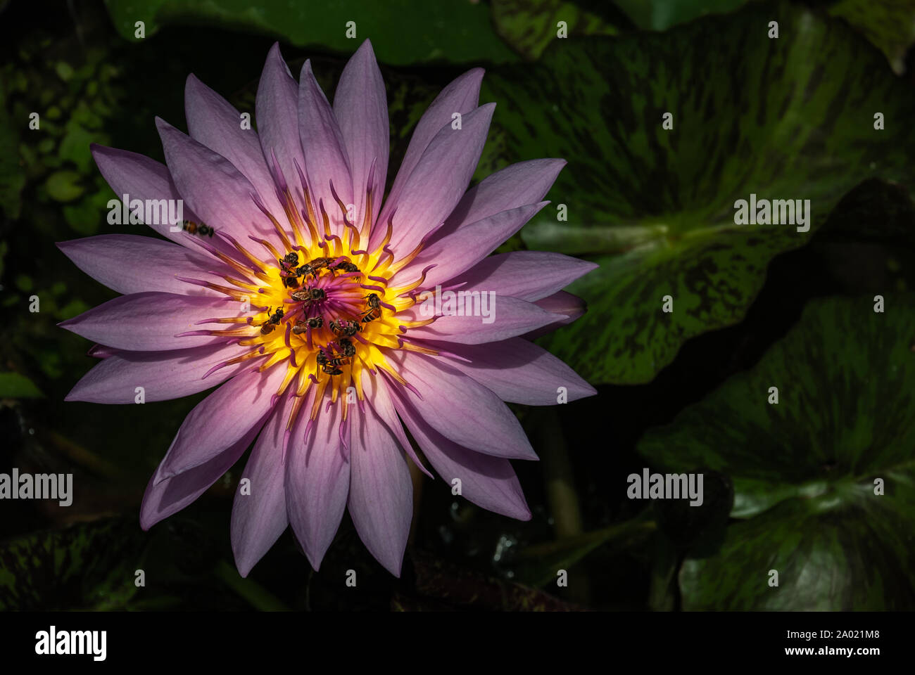 Top View of Beautiful Lotus and bees, Natural purple lotus background ...