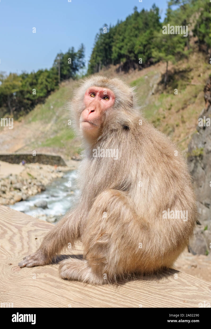 Jigokudani Monkey park, Yamanouchi, Yudanaka, Shibu Onsen, Nagano Stock ...