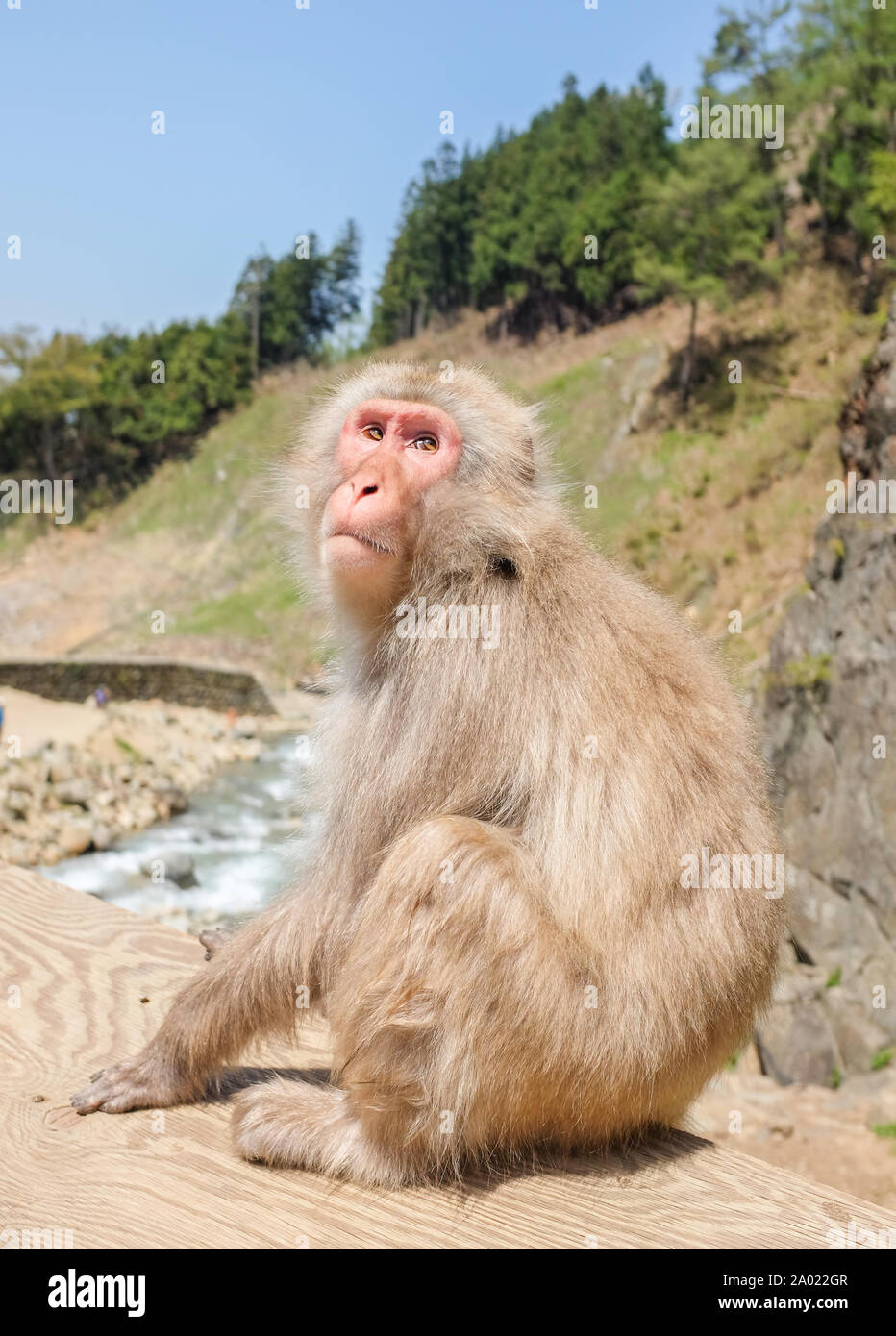 Japans iconic monkeys hi-res stock photography and images - Alamy