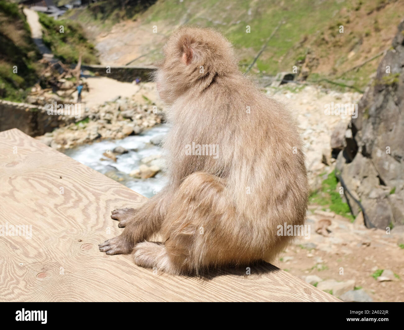 Jigokudani Monkey park, Yamanouchi, Yudanaka, Shibu Onsen, Nagano Stock ...