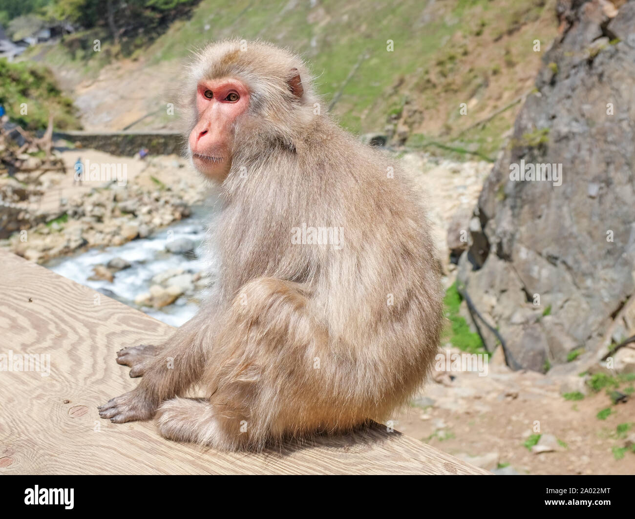 Jigokudani Monkey park, Yamanouchi, Yudanaka, Shibu Onsen, Nagano Stock ...