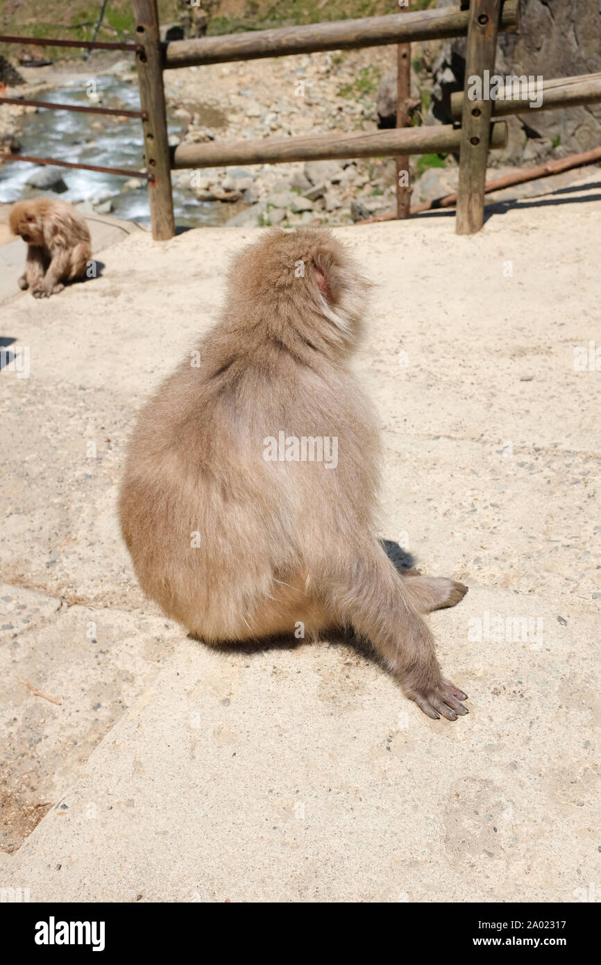 Jigokudani Monkey park, Yamanouchi, Yudanaka, Shibu Onsen, Nagano Stock ...