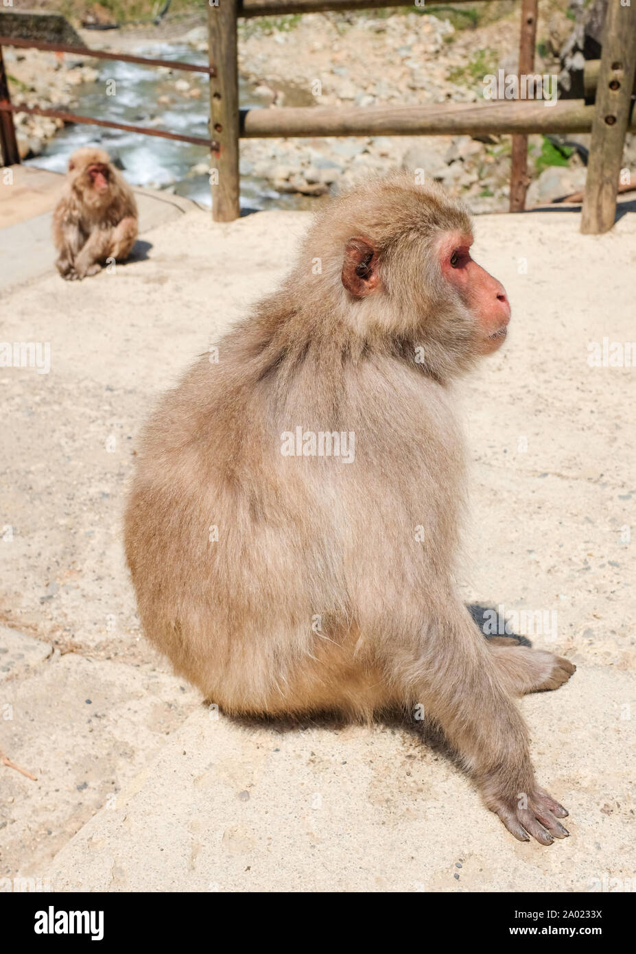 Jigokudani Monkey park, Yamanouchi, Yudanaka, Shibu Onsen, Nagano Stock ...