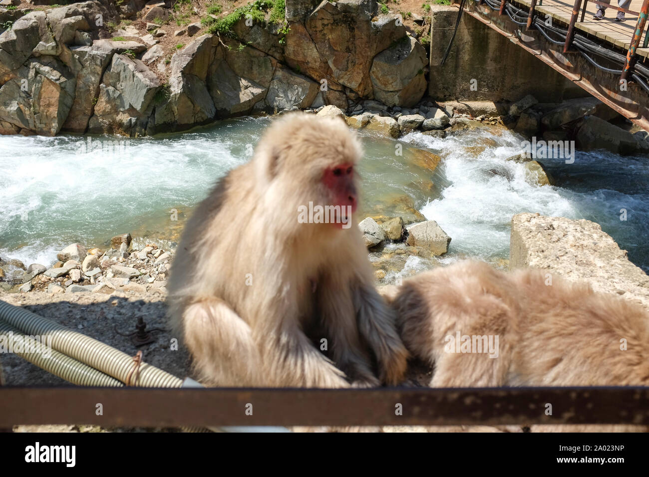 Jigokudani Monkey park, Yamanouchi, Yudanaka, Shibu Onsen, Nagano Stock ...