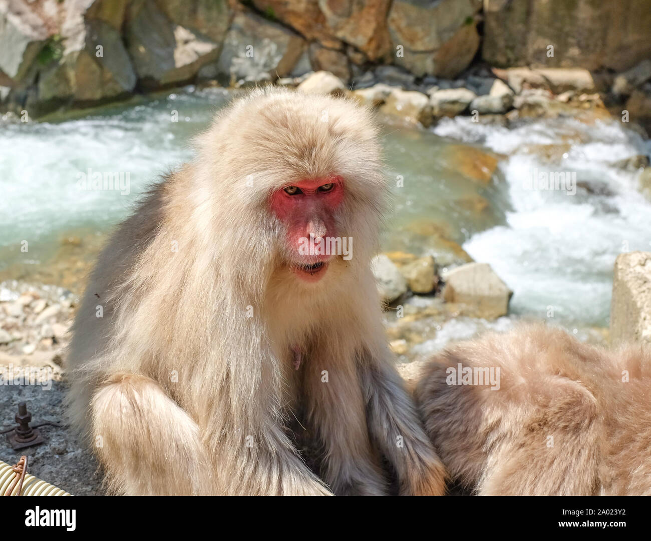Jigokudani Monkey park, Yamanouchi, Yudanaka, Shibu Onsen, Nagano Stock ...