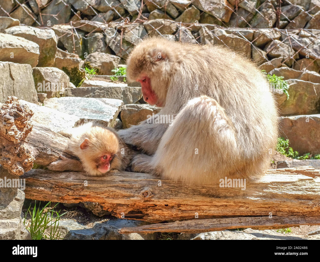 Jigokudani Monkey park, Yamanouchi, Yudanaka, Shibu Onsen, Nagano Stock ...