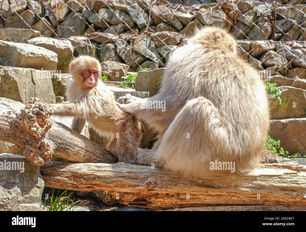 Jigokudani Monkey park, Yamanouchi, Yudanaka, Shibu Onsen, Nagano Stock ...