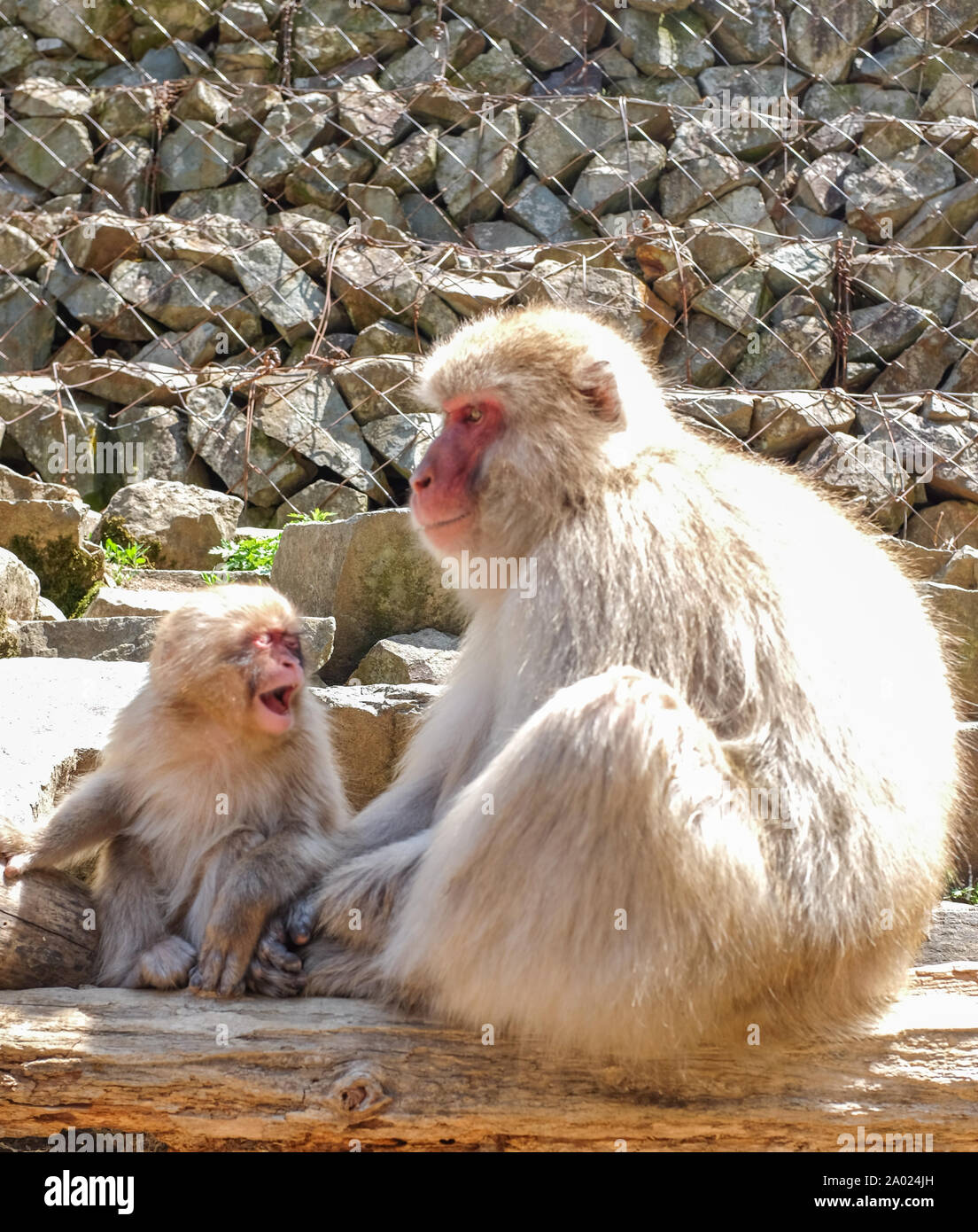 Jigokudani Monkey park, Yamanouchi, Yudanaka, Shibu Onsen, Nagano Stock ...