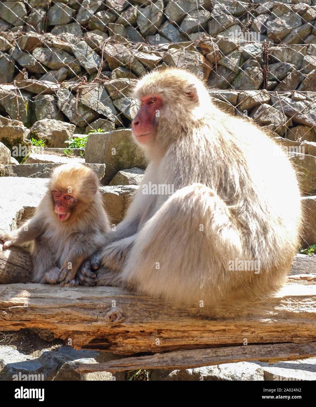 Jigokudani Monkey park, Yamanouchi, Yudanaka, Shibu Onsen, Nagano Stock ...