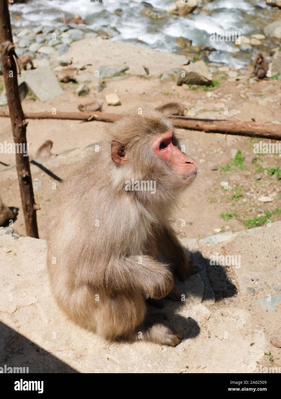 Jigokudani Monkey park, Yamanouchi, Yudanaka, Shibu Onsen, Nagano Stock ...