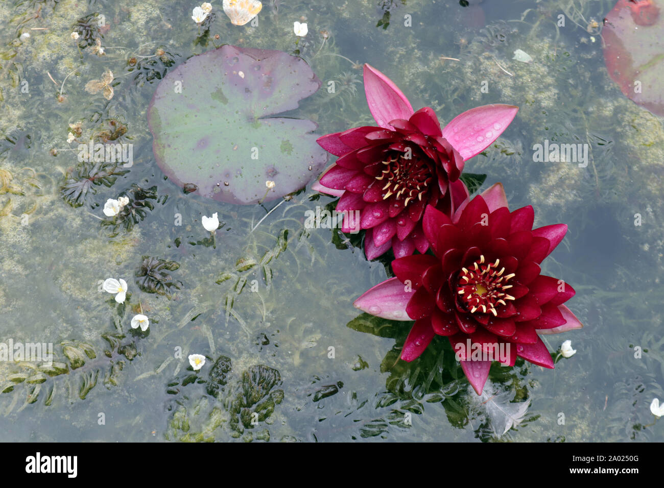 Red Lotus Flower In Pond