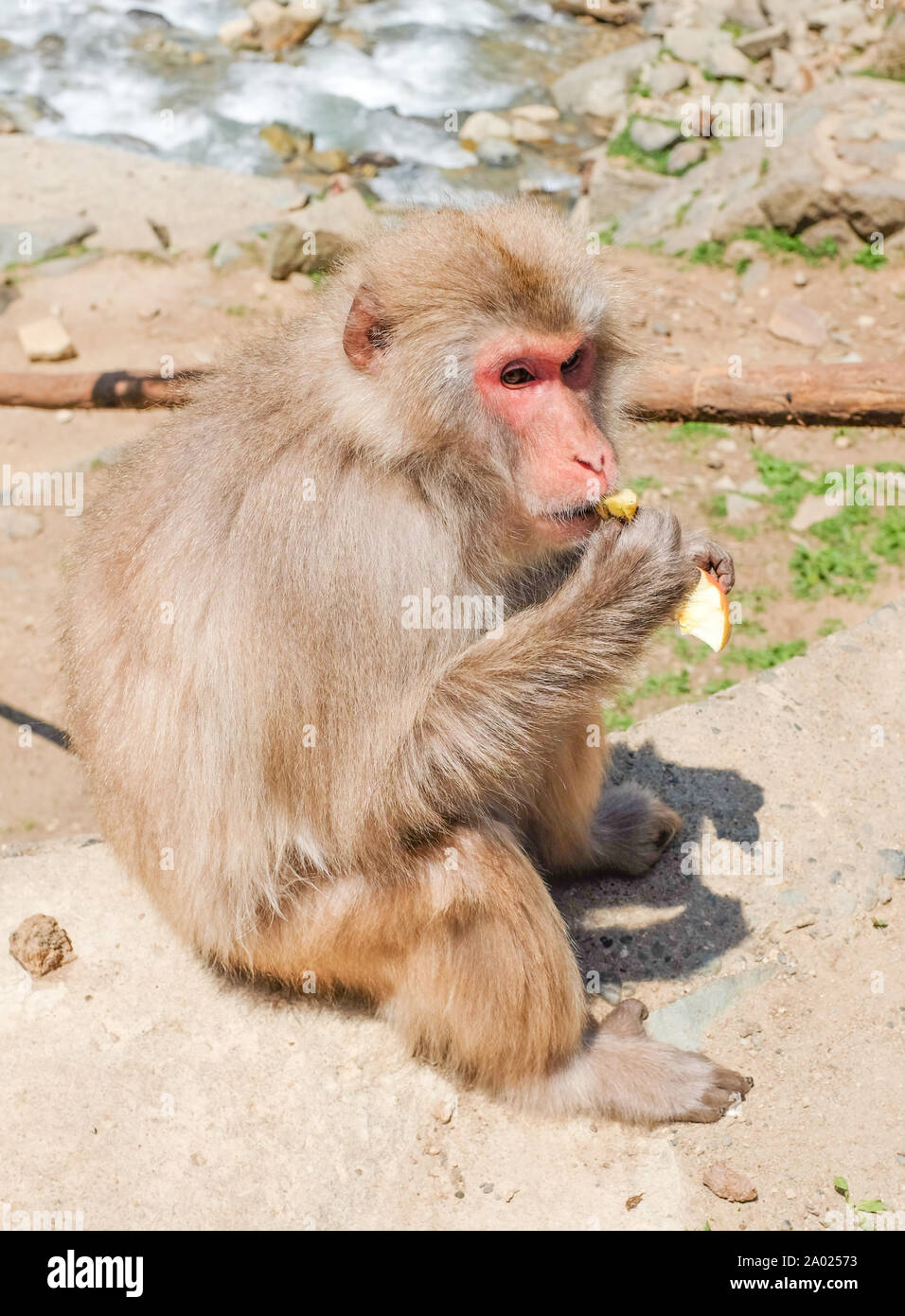 Jigokudani Monkey park, Yamanouchi, Yudanaka, Shibu Onsen, Nagano Stock ...