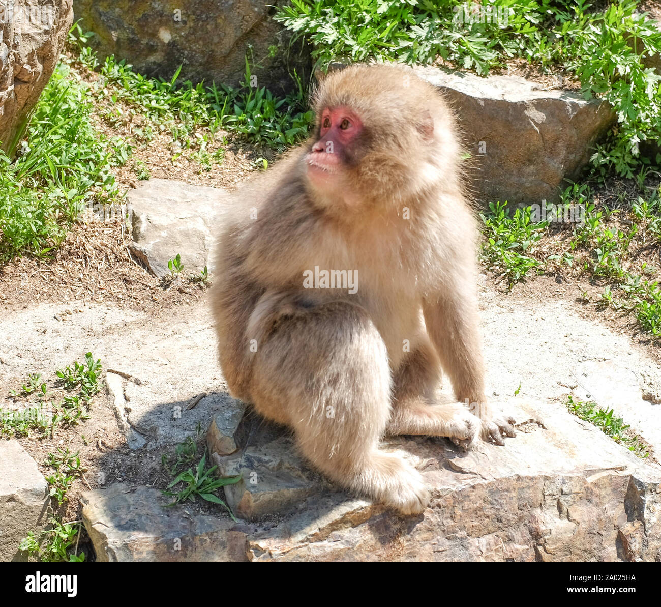 Jigokudani Monkey park, Yamanouchi, Yudanaka, Shibu Onsen, Nagano Stock ...