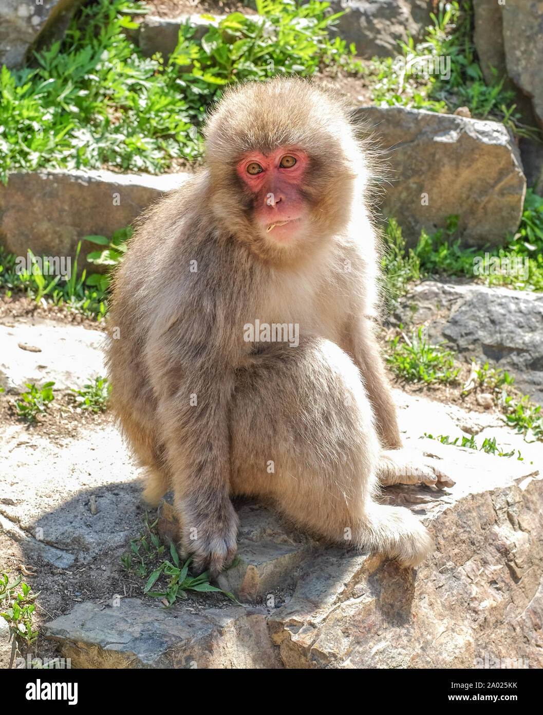 Japans iconic monkeys hi-res stock photography and images - Alamy