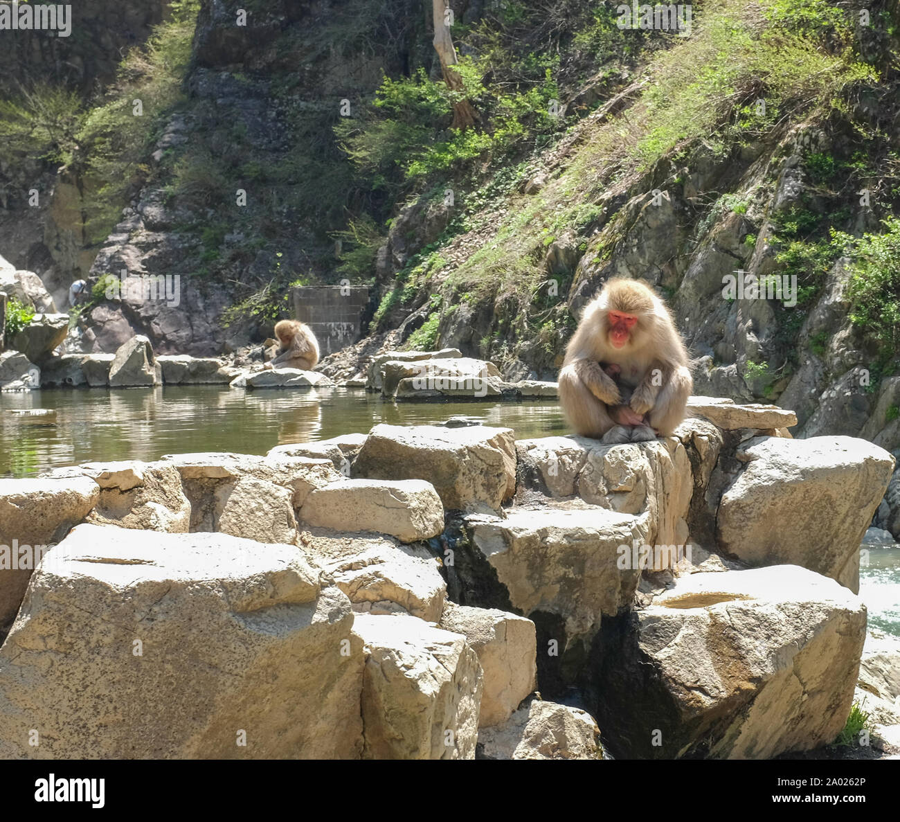 Jigokudani Monkey park, Yamanouchi, Yudanaka, Shibu Onsen, Nagano Stock ...