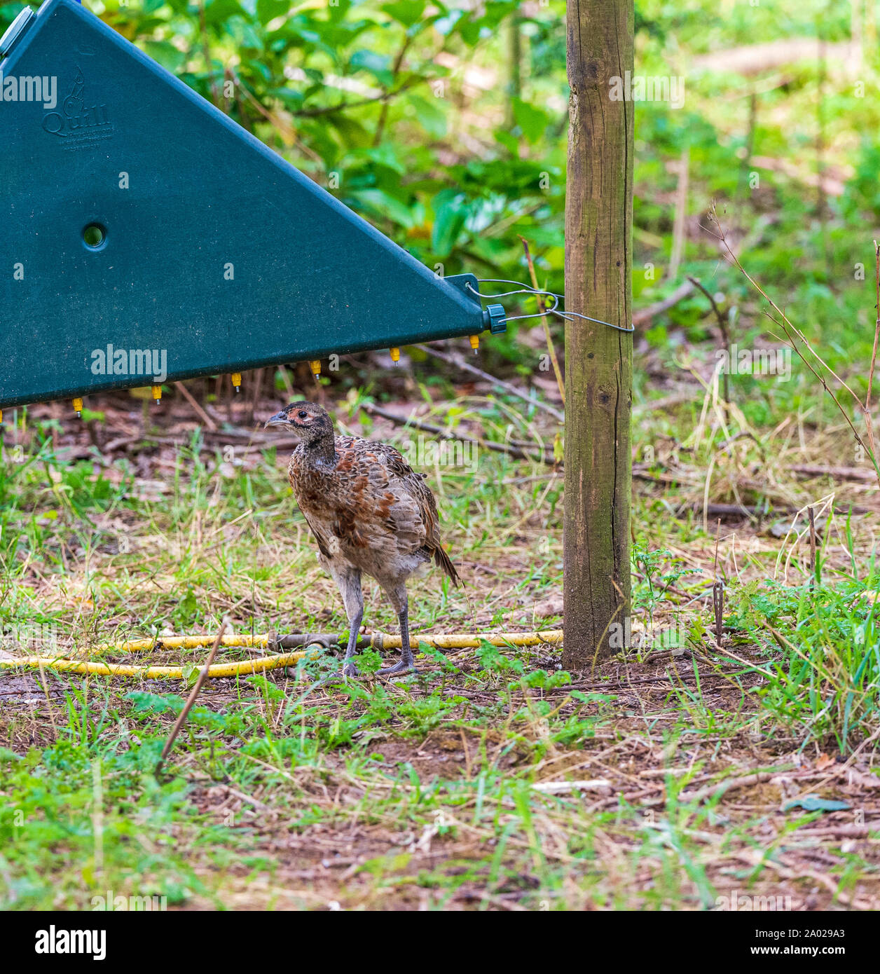 Old english game chick hi-res stock photography and images - Alamy