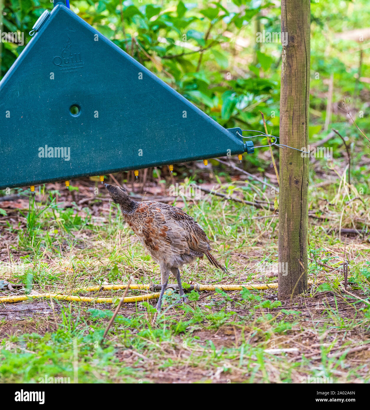 Ten week old pheasant chick, (Phasianus colchicus) often known as a ...