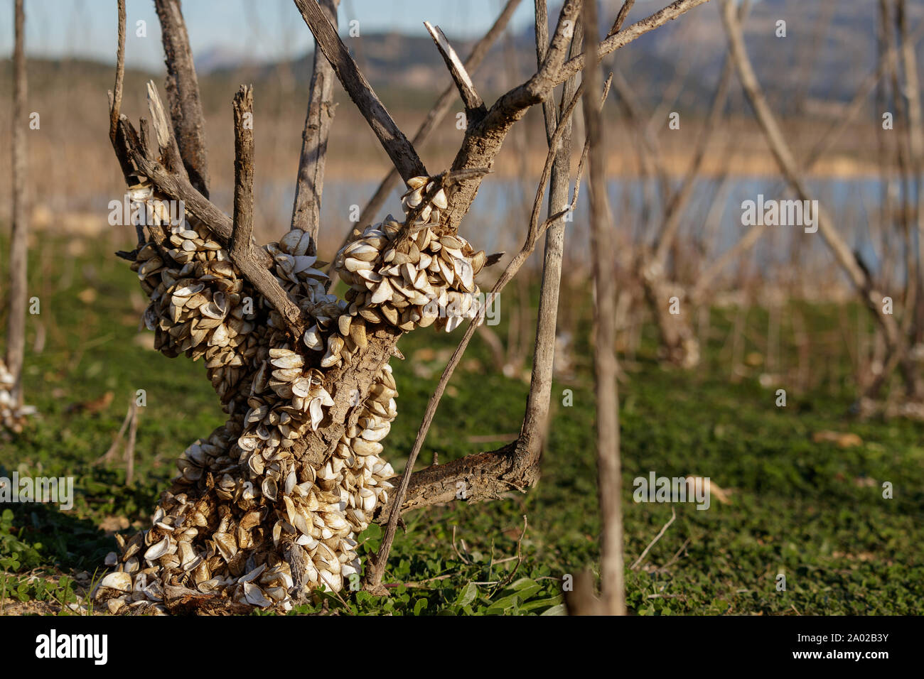 Crustaceans growing on a dead tree next to a reservoir in Spain Stock ...