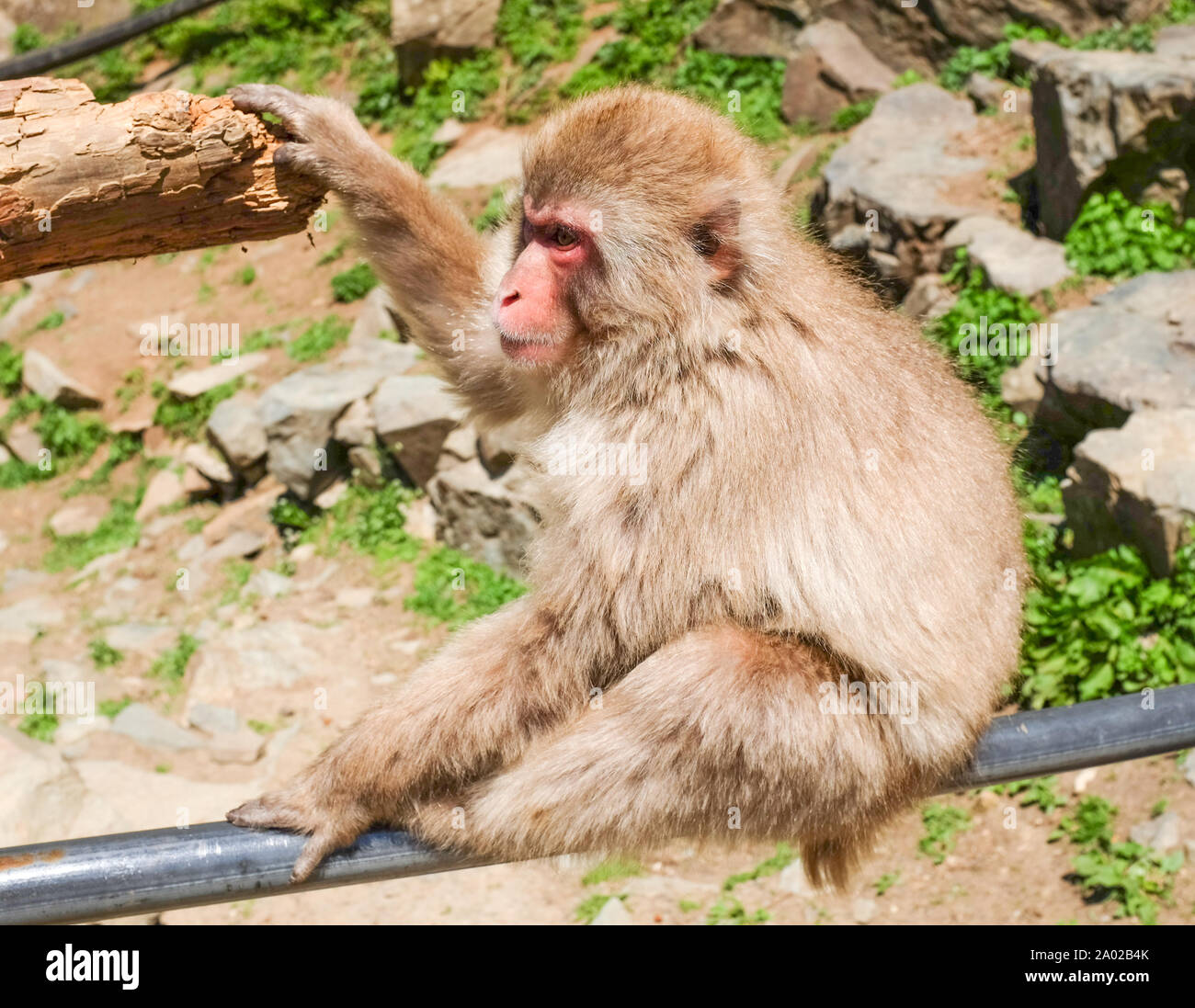 Jigokudani Monkey park, Yamanouchi, Yudanaka, Shibu Onsen, Nagano Stock ...