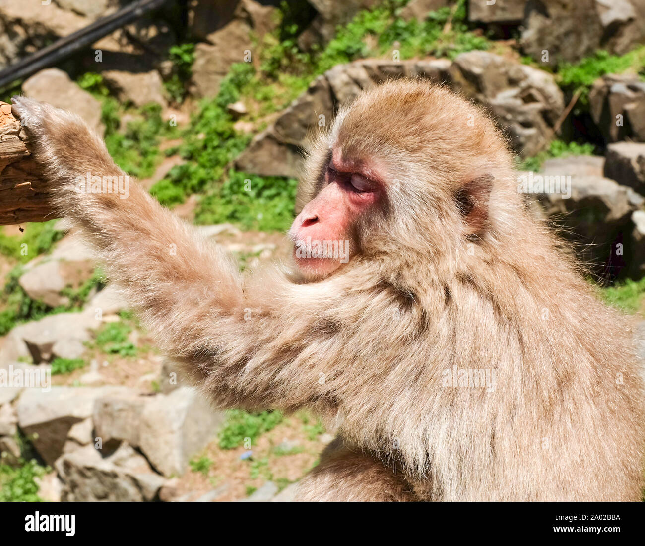Jigokudani Monkey park, Yamanouchi, Yudanaka, Shibu Onsen, Nagano Stock ...